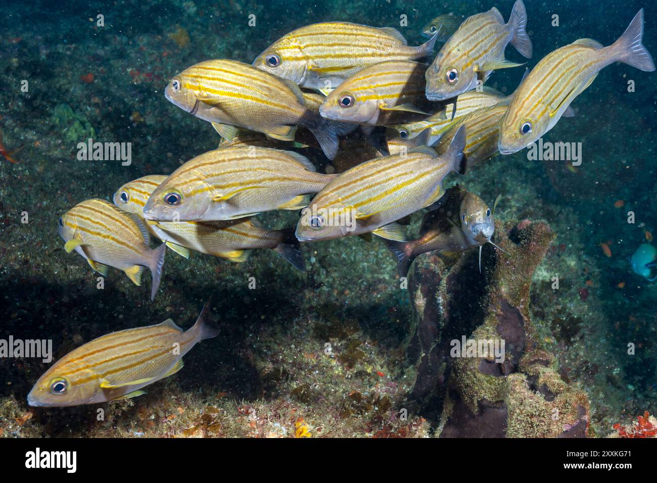 South Africa, Umkomaas, Snappers (Lutjanus sp Stock Photo - Alamy