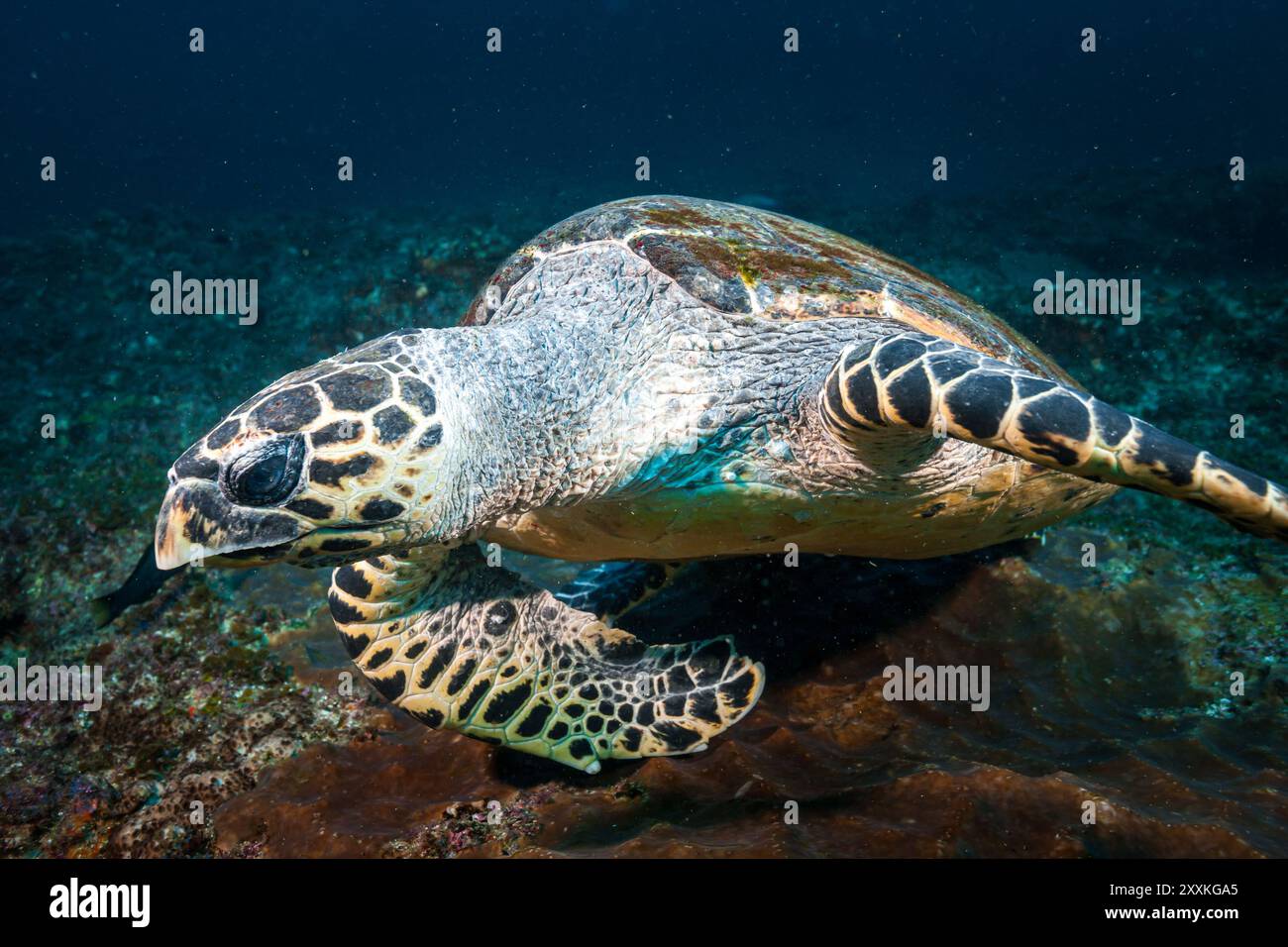 South Africa, Umkomaas, Hawksbill Sea Turtle (Eretmochelys imbricata ...