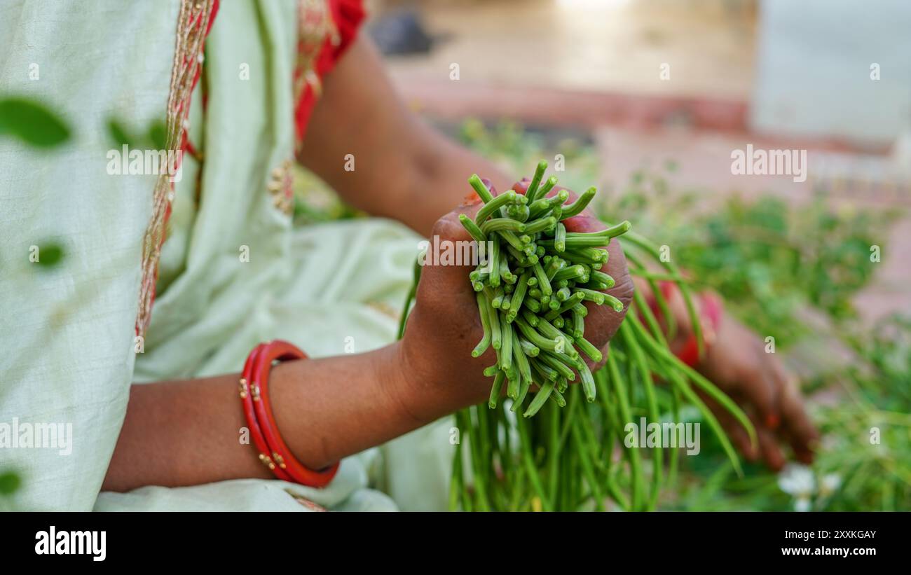 A bunch of raw, green Moringa pod (drumsticks or malunggay) on the ...