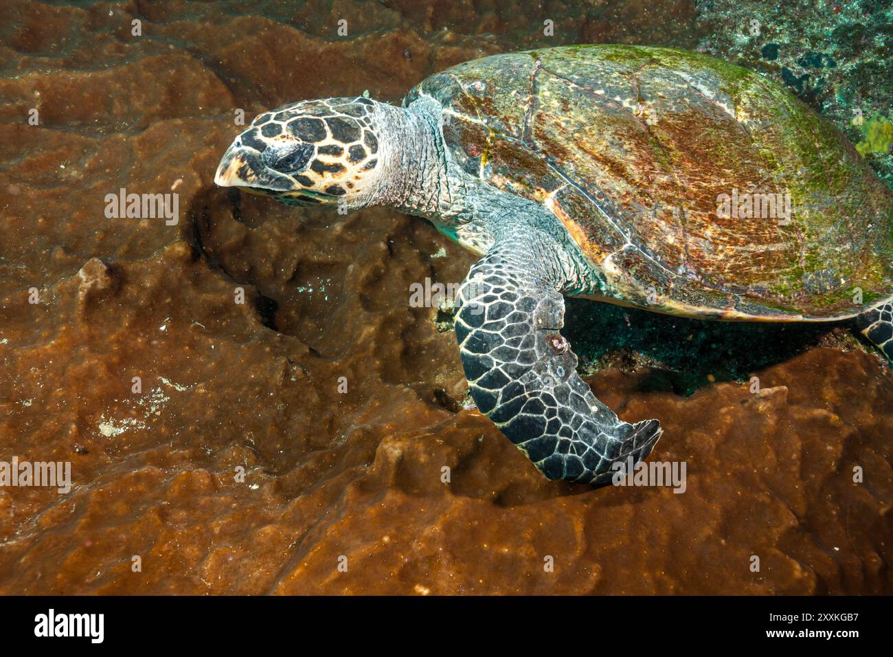 South Africa, Umkomaas, Hawksbill Sea Turtle (Eretmochelys imbricata ...