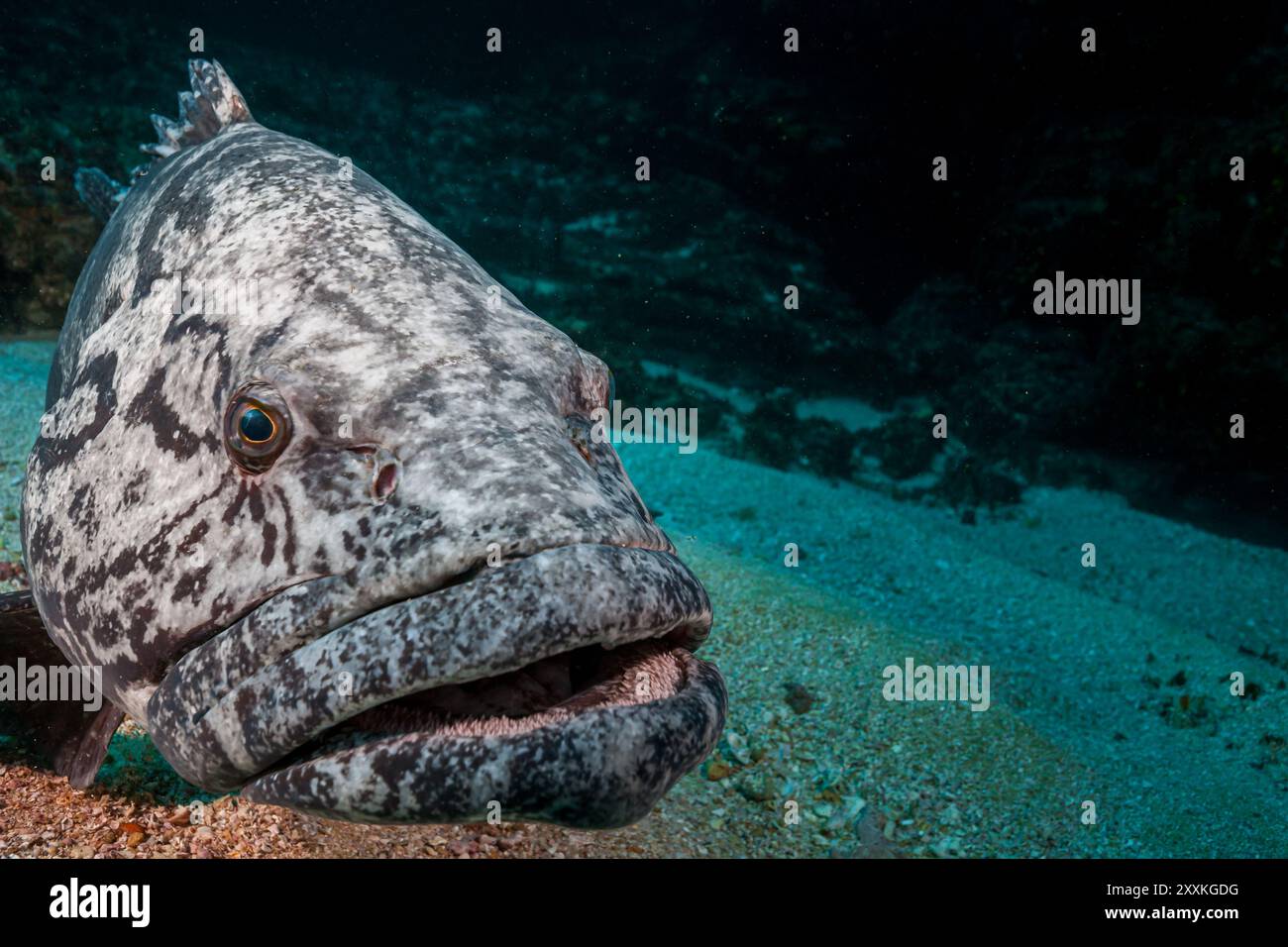 South Africa, Umkomaas, Potato Cod, Grouper, Bass (Epinephelus tukula ...