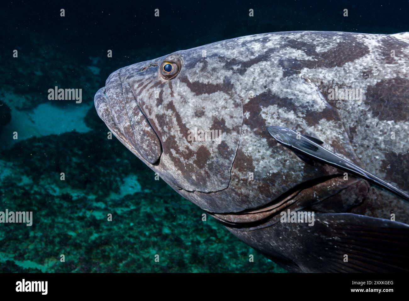 South Africa, Umkomaas, Potato Cod, Grouper, Bass (Epinephelus tukula ...