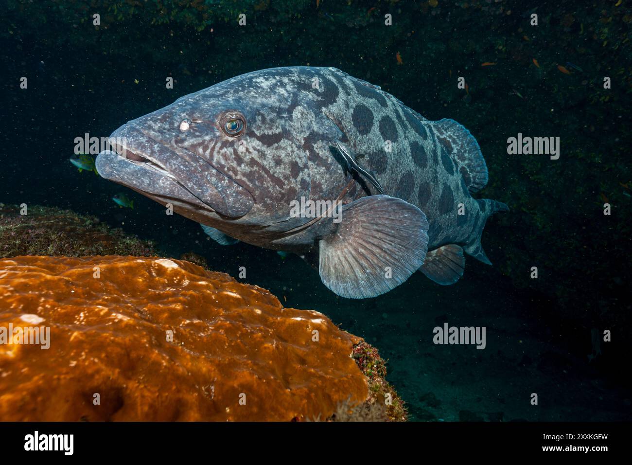 South Africa, Umkomaas, Potato Cod, Grouper, Bass (Epinephelus tukula ...