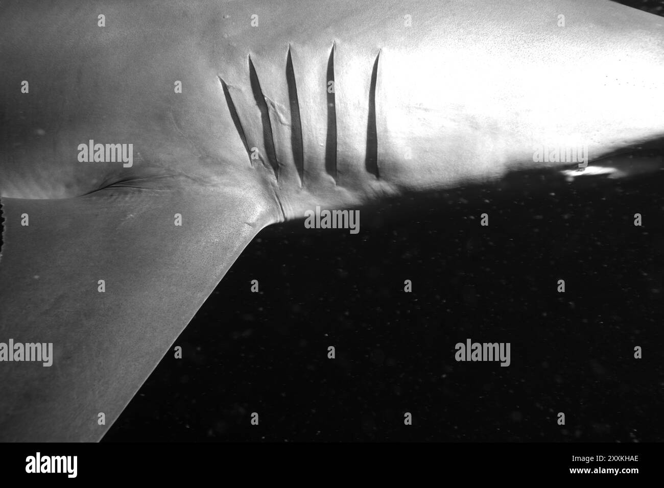 South Africa, Umkomaas, Oceanic Blacktip Shark (Carcharhinus limbatus ...