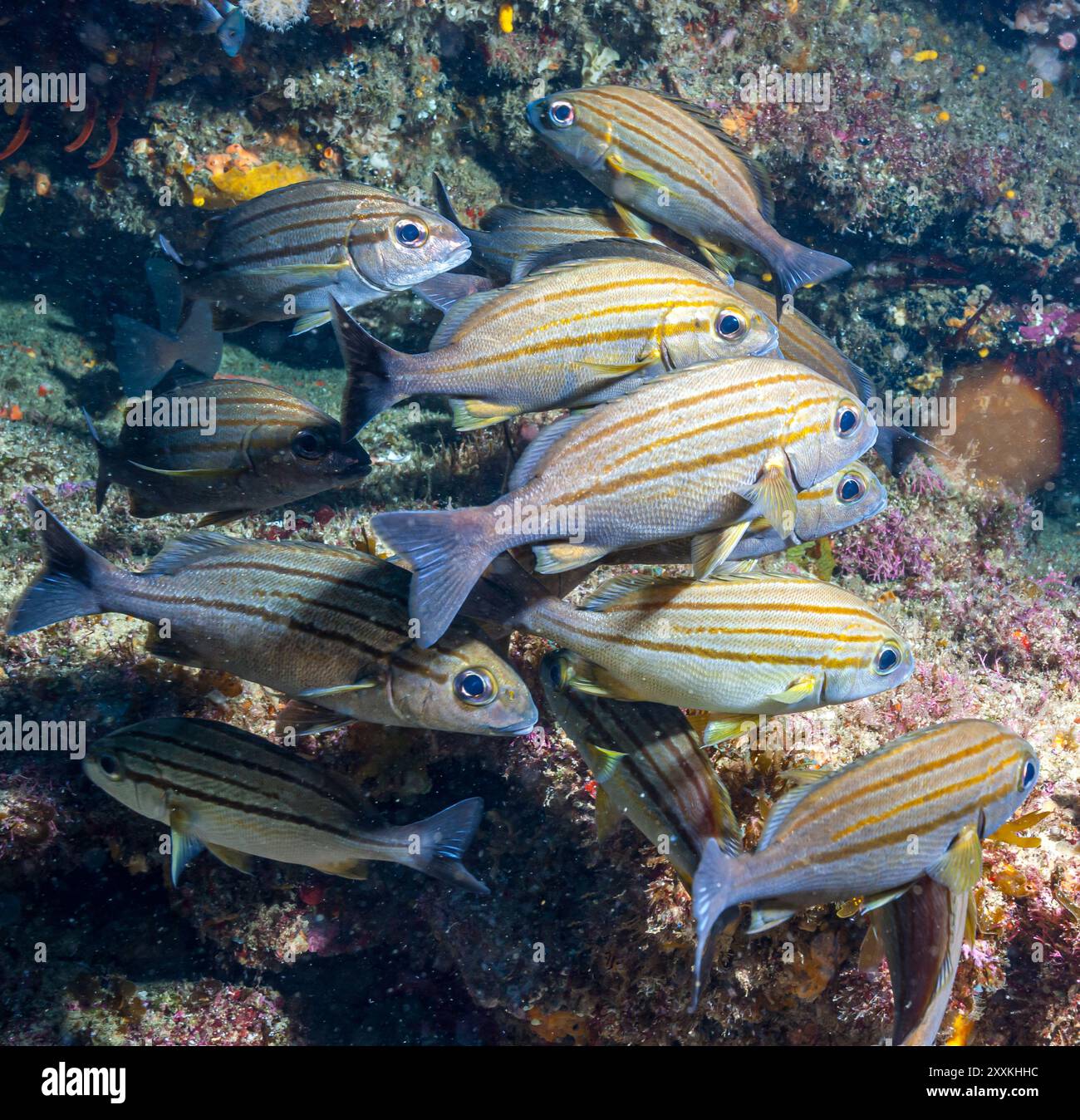 South Africa, Umkomaas, Snappers (Lutjanus sp Stock Photo - Alamy