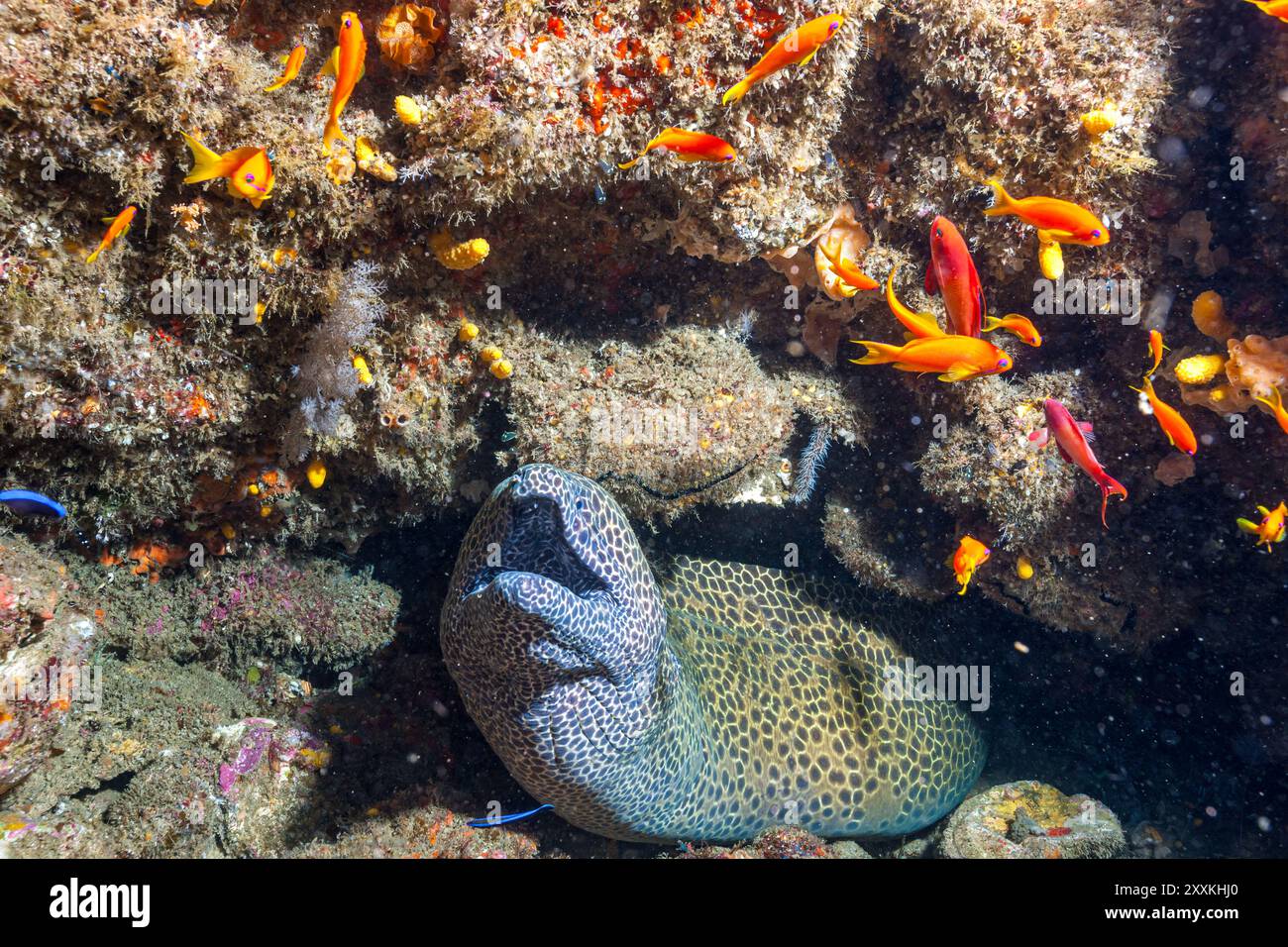 South Africa, Umkomaas, Laced, Honeycomb Moray Eel (Gymnothorax ...