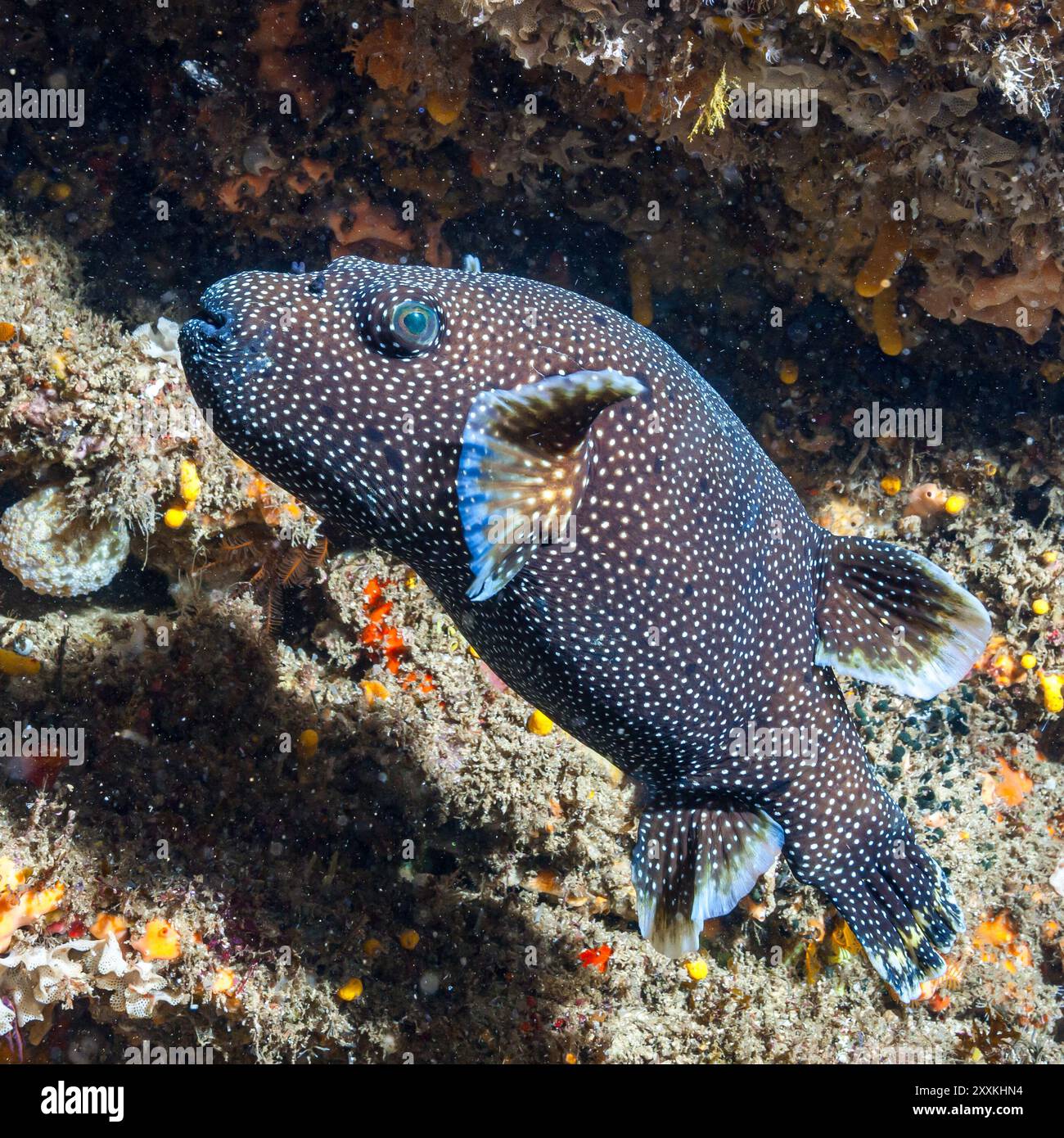 South Africa, Umkomaas, Guineafowl Puffer - Dark form (Arothron ...