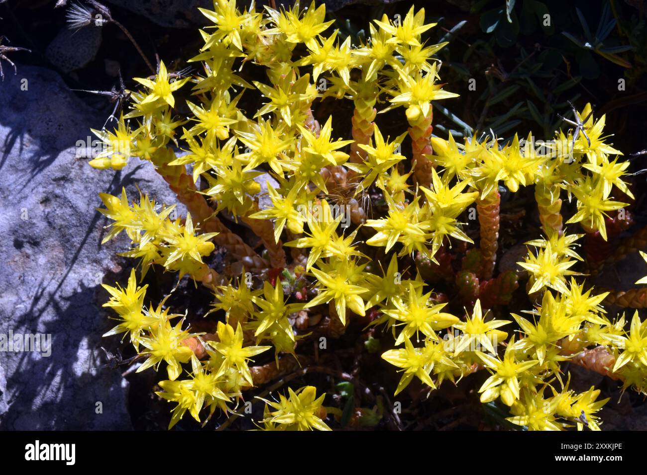 Yellow flowers of goldmoss stonecrop, (Sedum acre) growing on limestone ...