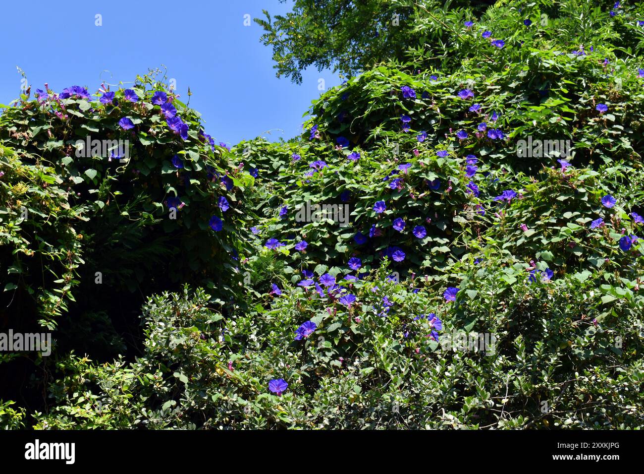 The blue morning glory climbing plant (Ipomoea indica) with its blue ...