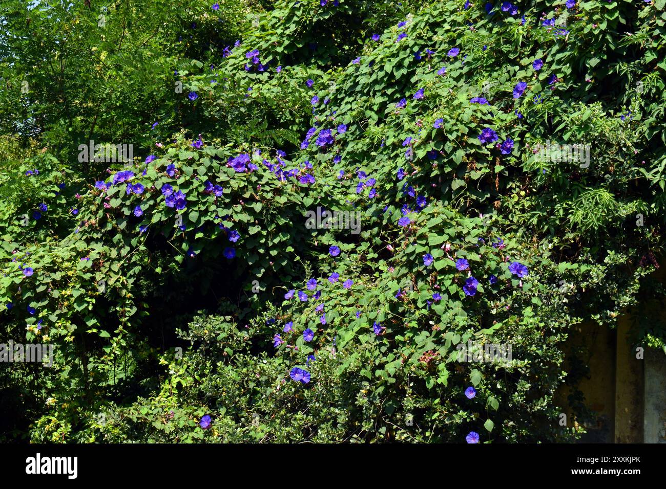 The blue morning glory climbing plant (Ipomoea indica) with its blue ...