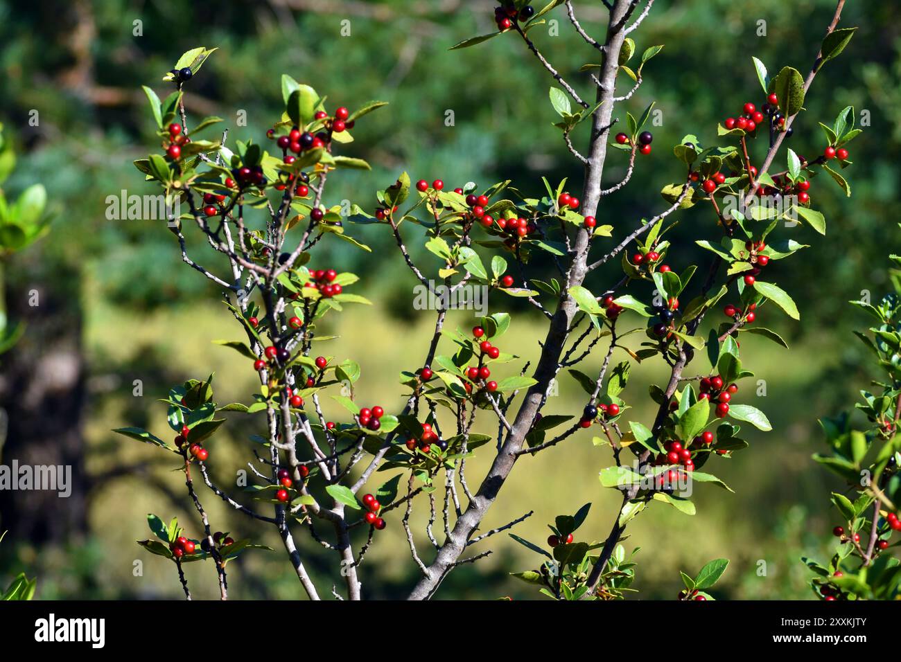 The Mediterranean buckthorn shrub (Rhamnus alaternus) with red leaves ...