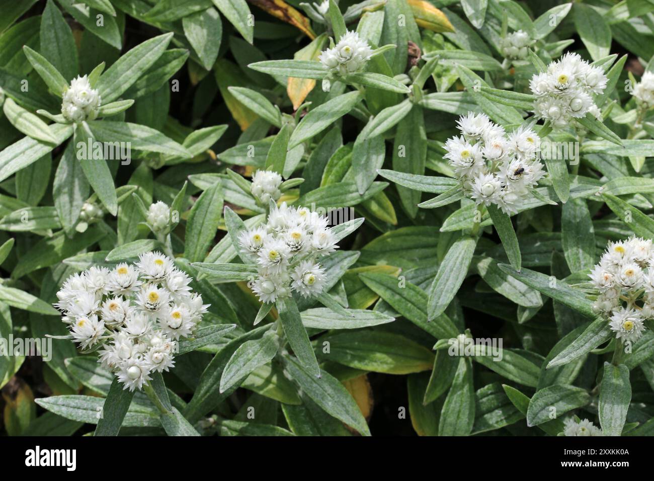 Pearly everlasting, Anaphalis of unknown species, white flowers with a ...