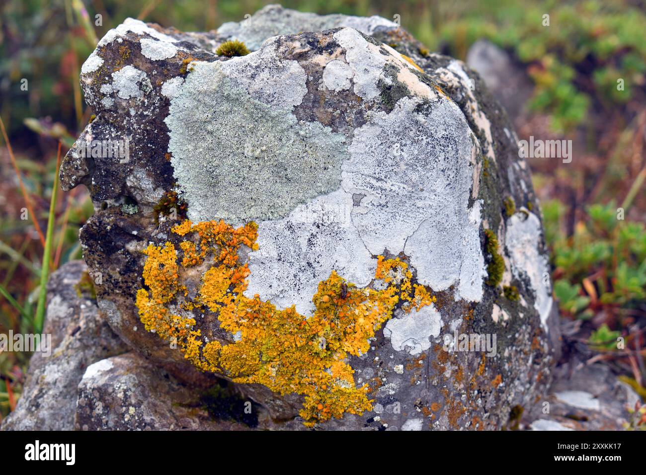 Lichens crustose on a limestone rock Stock Photo - Alamy