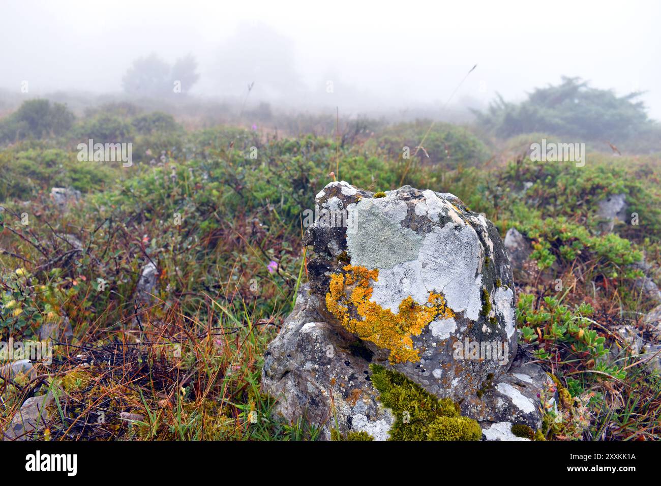 Lichens crustose on a limestone rock Stock Photo - Alamy