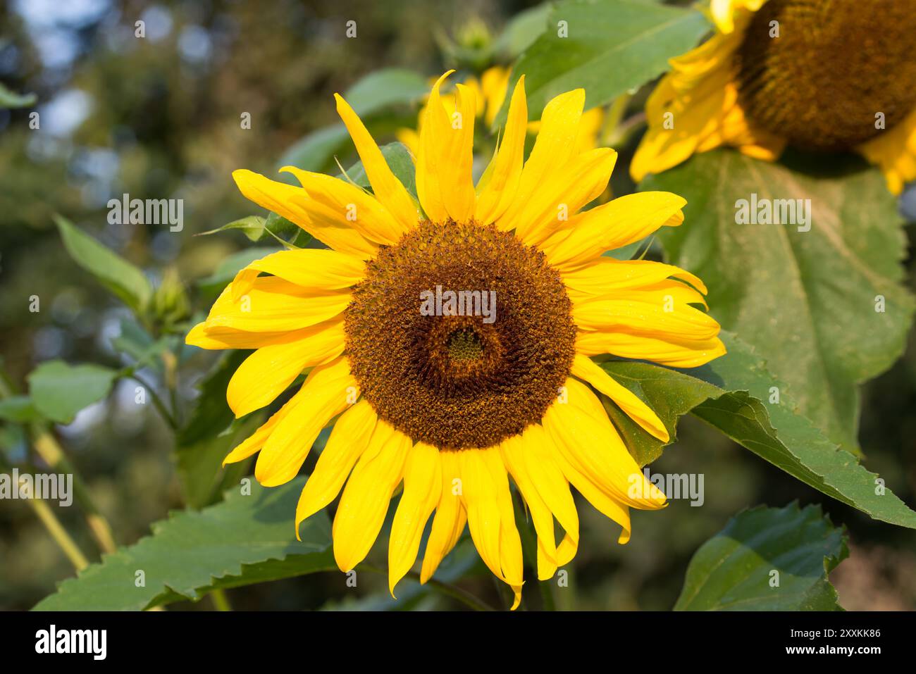 common sunflower, Helianthus annuus yellow summer flower closeup ...