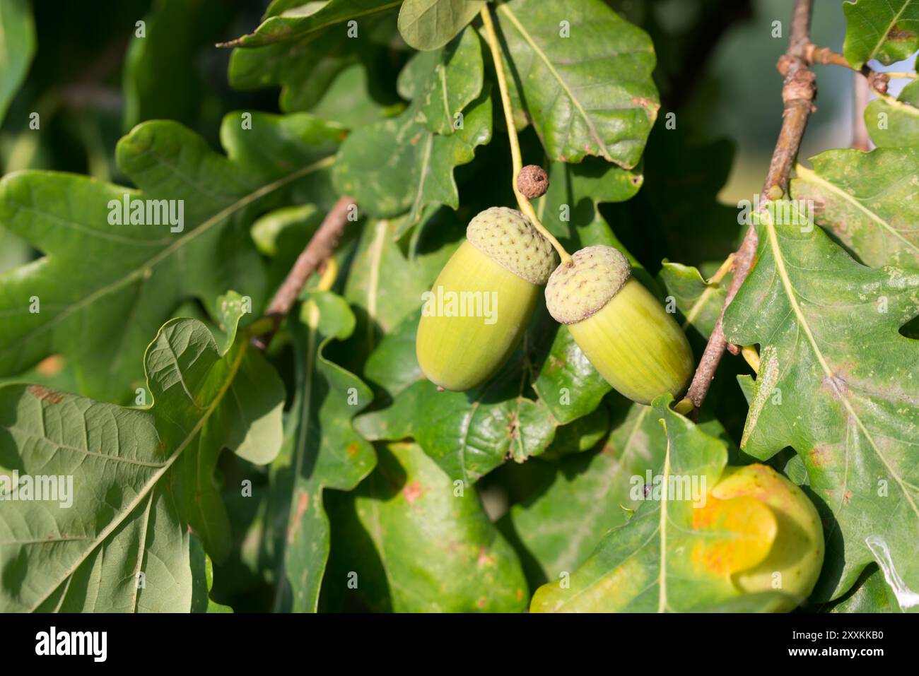 Oak twig acorns on hi-res stock photography and images - Alamy