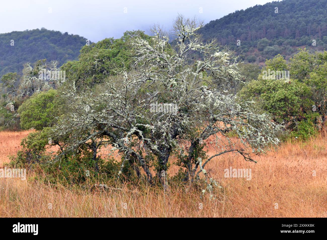 Oak covered with oakmoss lichen (Evernia prunastri Stock Photo - Alamy
