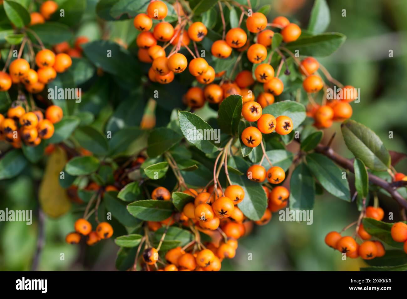 Pyracantha coccinea m roem hi-res stock photography and images - Alamy