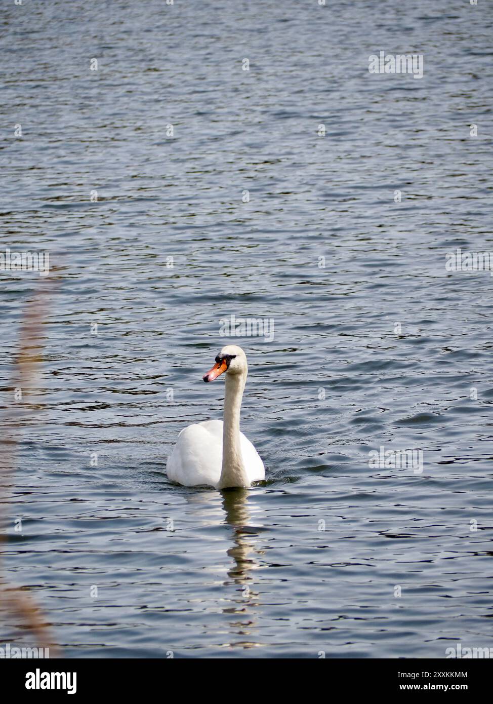 Image of a white swan swimming alone in calm lake water with ripples ...