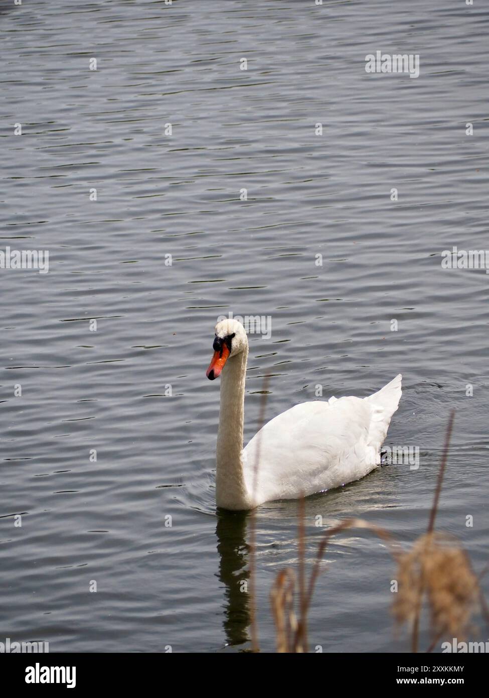 This image features a solitary white swan gracefully floating on a calm ...