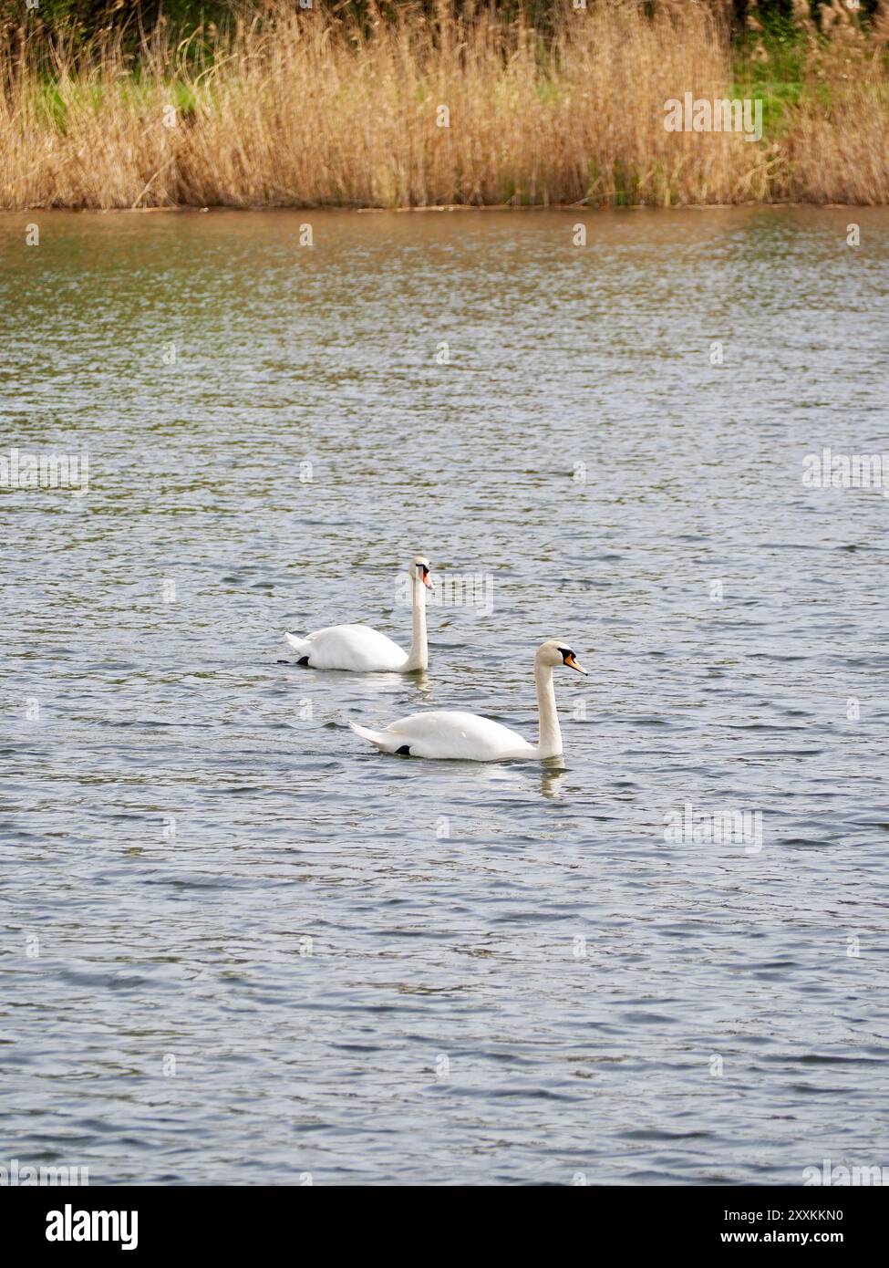 Photo captures two white swans swimming in unison on a calm lake ...
