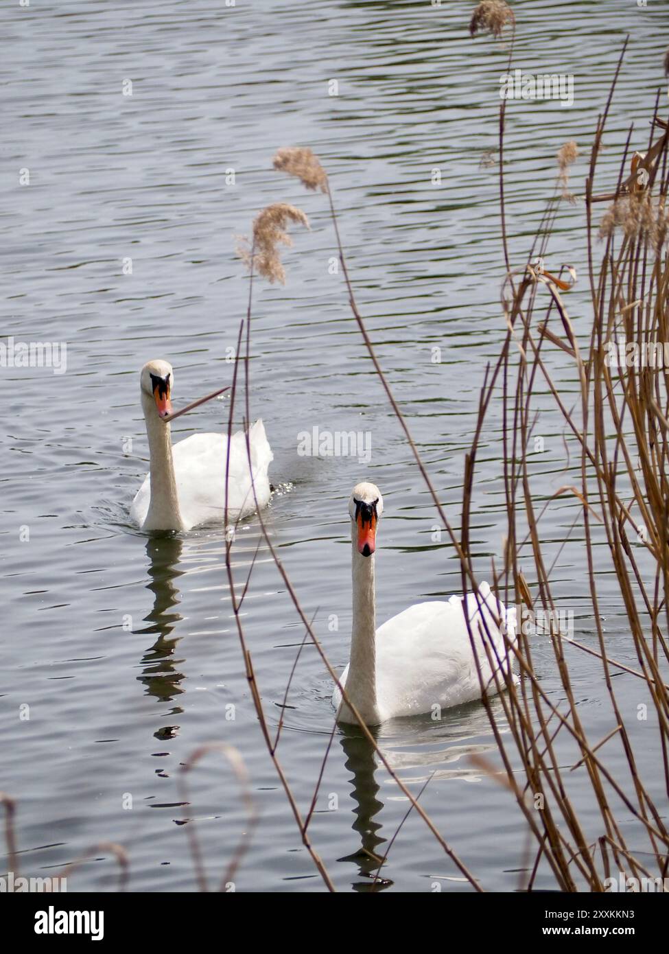 This image depicts two elegant white swans swimming among tall reeds on ...