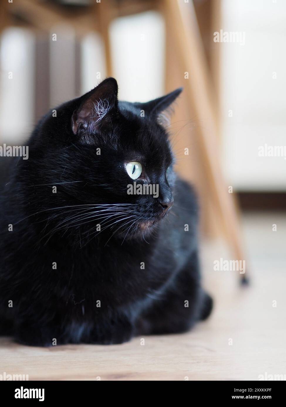 A close-up side profile of a black cat indoors with green eyes staring ...