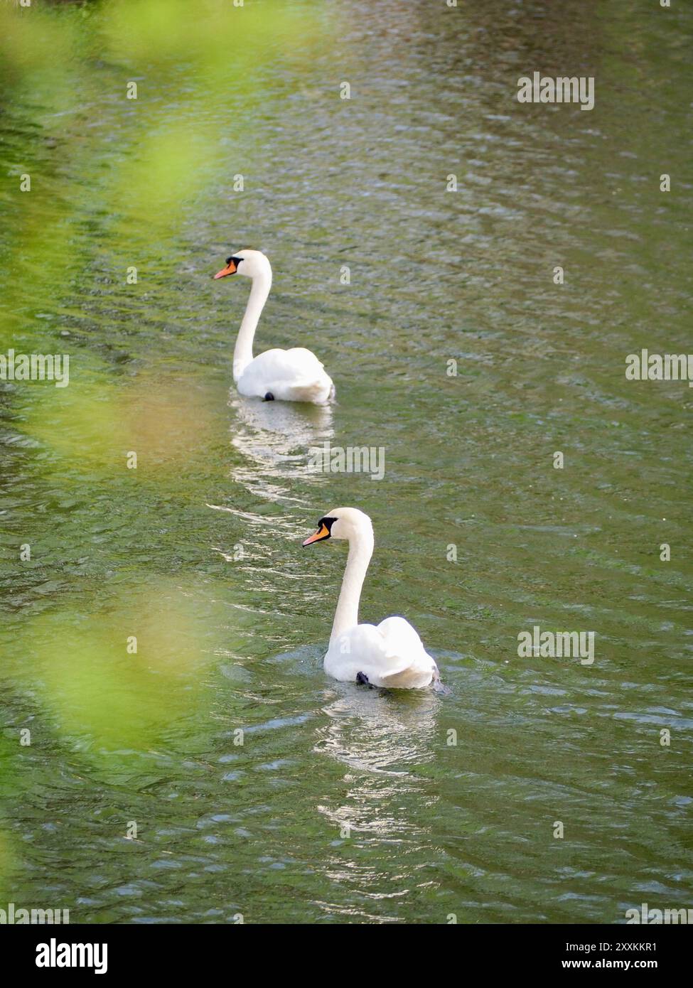 Image features two birds hi-res stock photography and images - Alamy