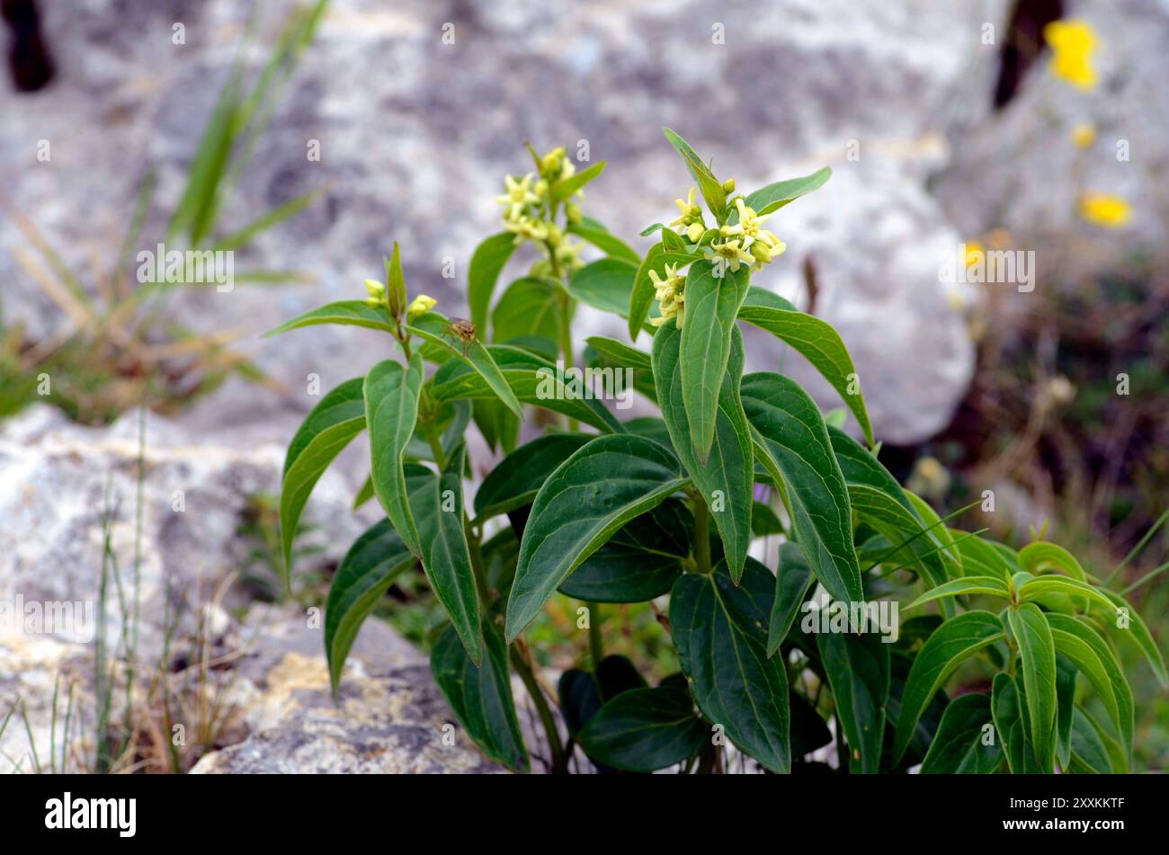 The white swallow-wort (Vincetoxicum hirundinaria) in flower. It is a ...