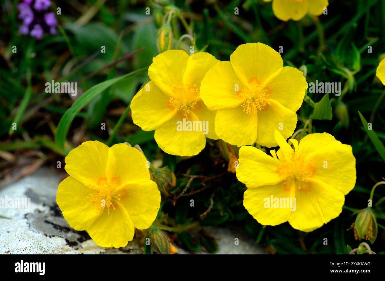 Detail of the flowers of the rock-rose (Helianthemum nummularium Stock ...