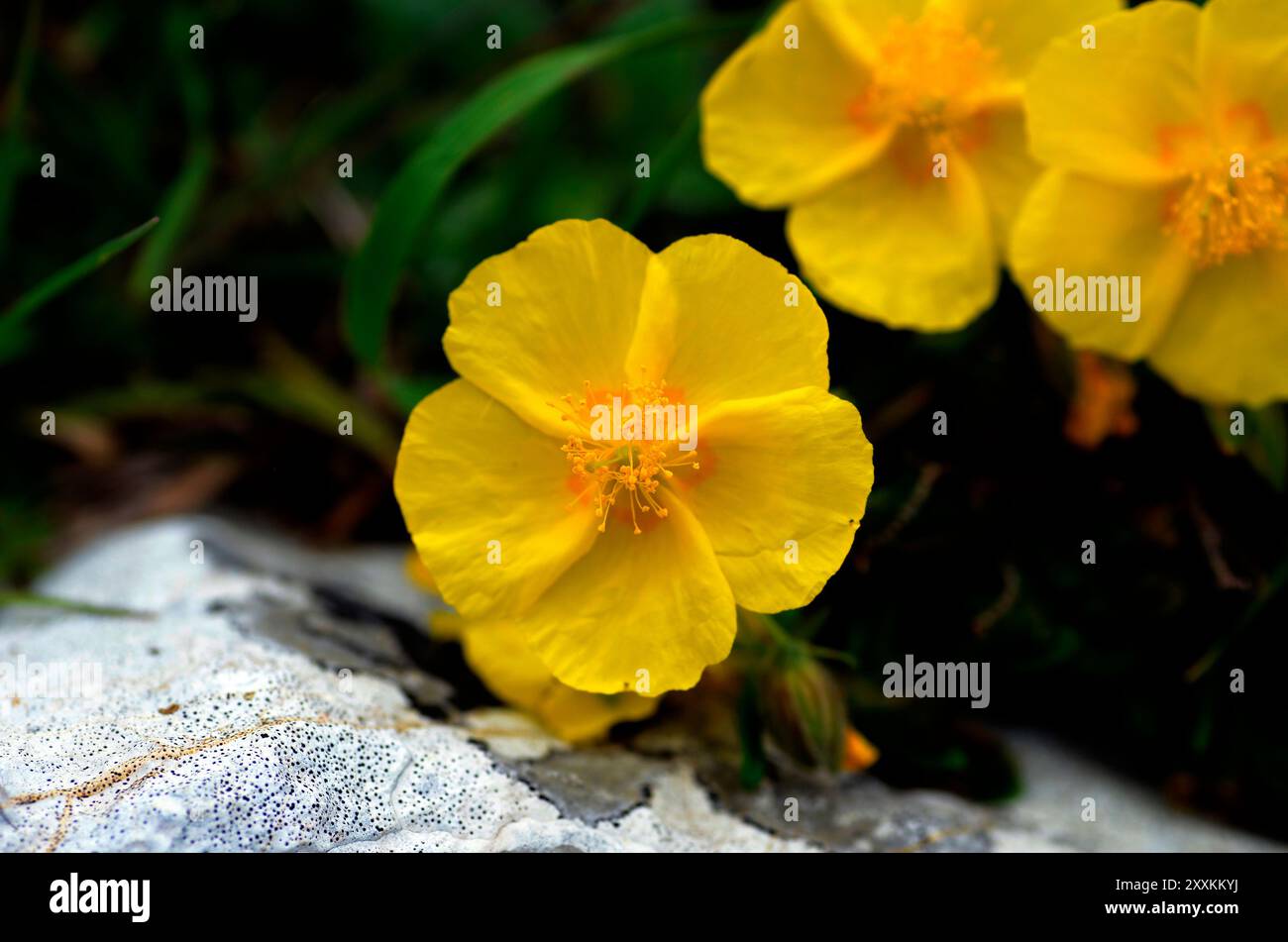 Detail of the flowers of the rock-rose (Helianthemum nummularium Stock ...