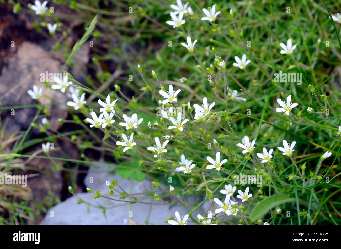 The rock plant Arenaria grandiflora in flower Stock Photo - Alamy
