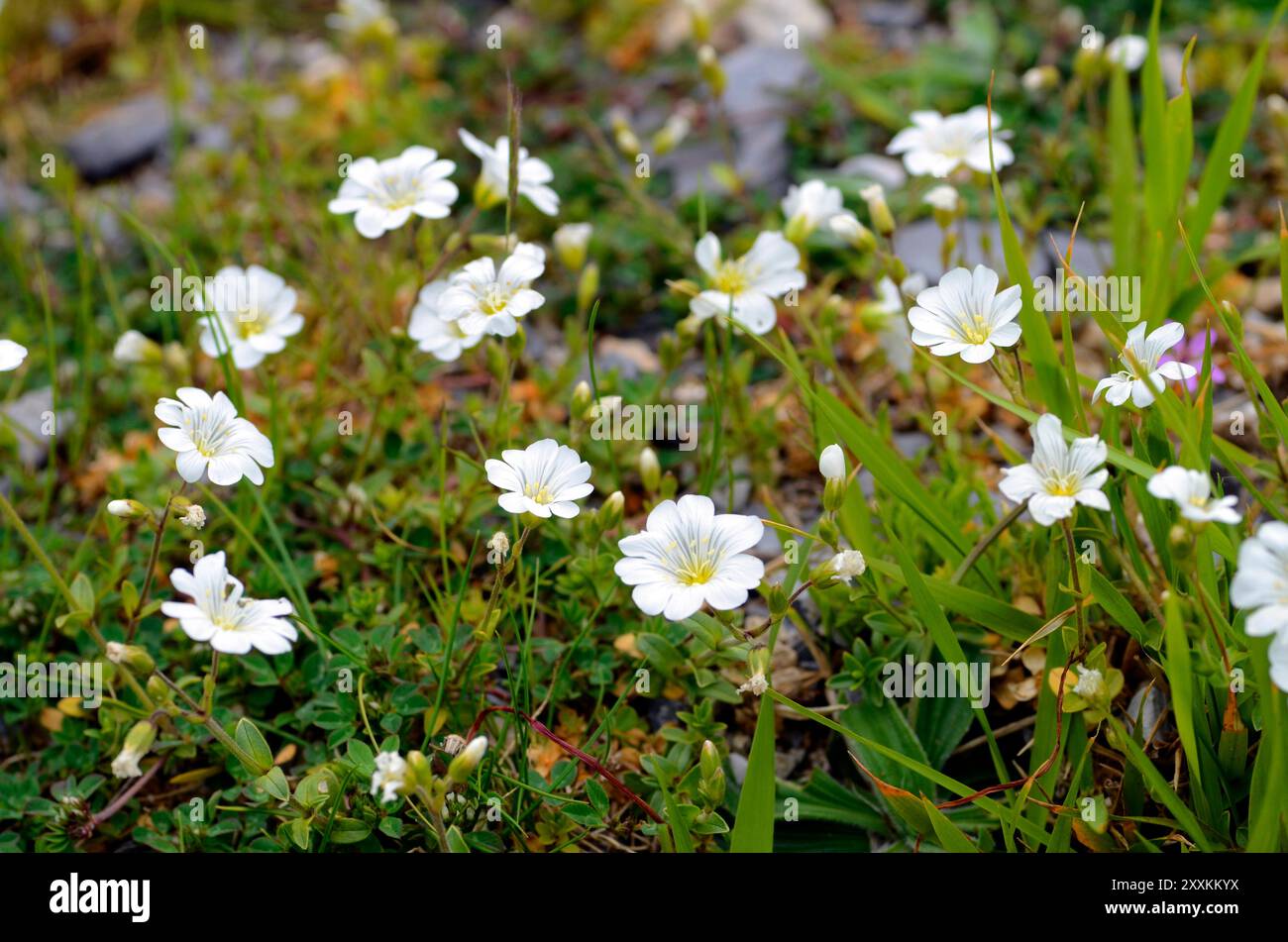 Field mouse-ear (Cerastium arvense) flowers growing between rocks Stock ...