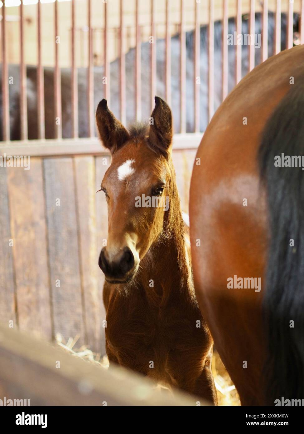 A delicate newborn foal with a distinctive white star on its forehead ...