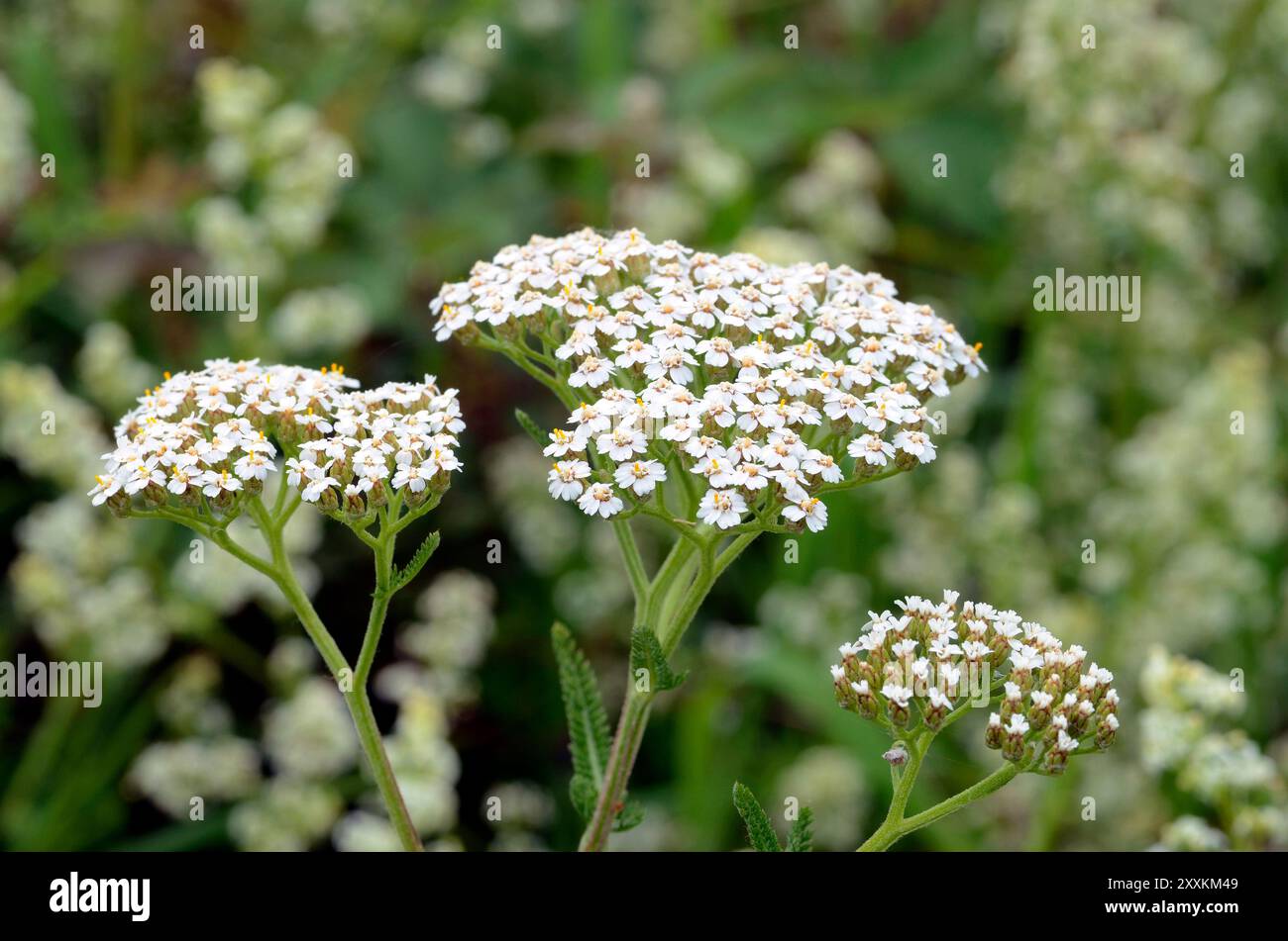 The medicinal plant yarrow (Achillea millefolium) in flower Stock Photo ...