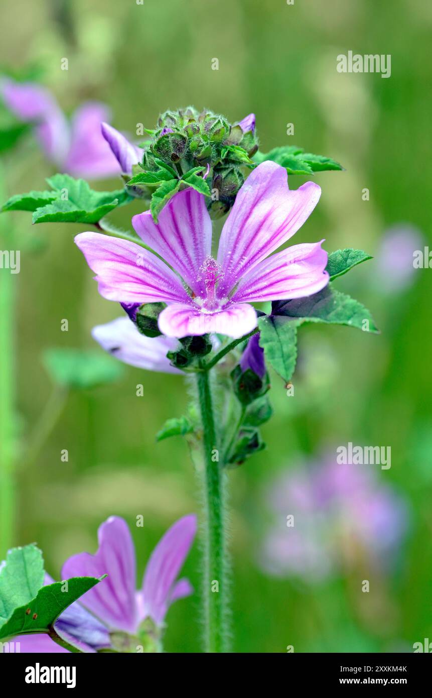 The medicinal plant mallow (Malva sylvestris) in flower Stock Photo - Alamy