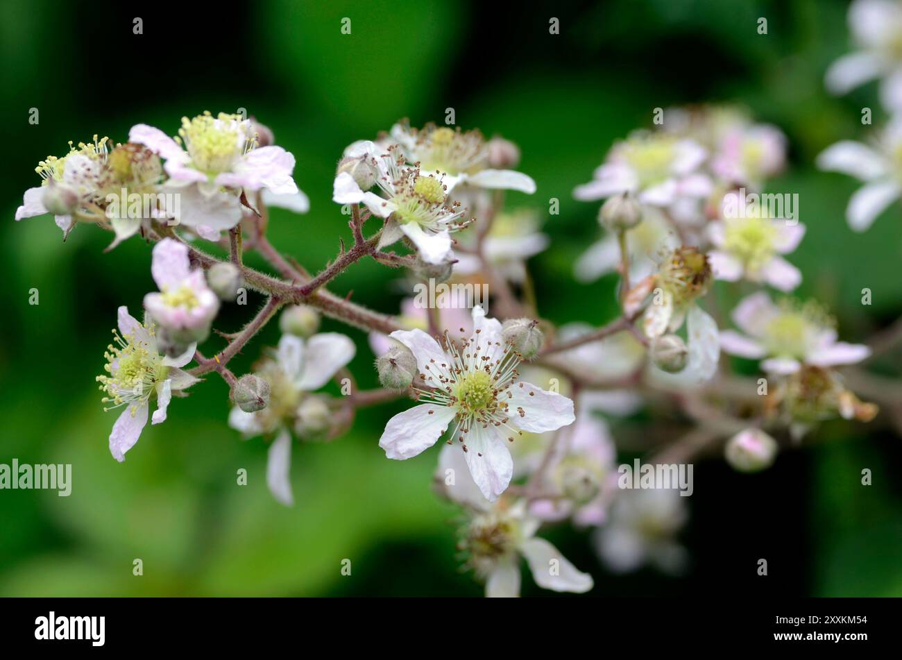 Blackberry flowers (Rubus ulmifolius) with a green background Stock ...
