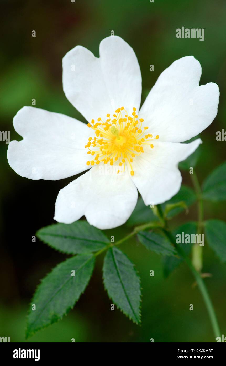 Field rose flower (Rosa arvensis) with a green background Stock Photo ...
