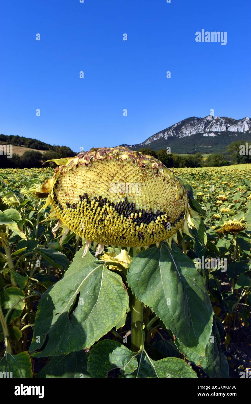 Sunflower cultivation (Helianthus annuus) in çlava. Basque Country ...