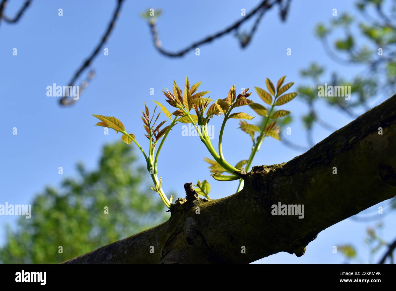 Sprouting new leaves of the ash tree (Fraxinus excelsior Stock Photo ...