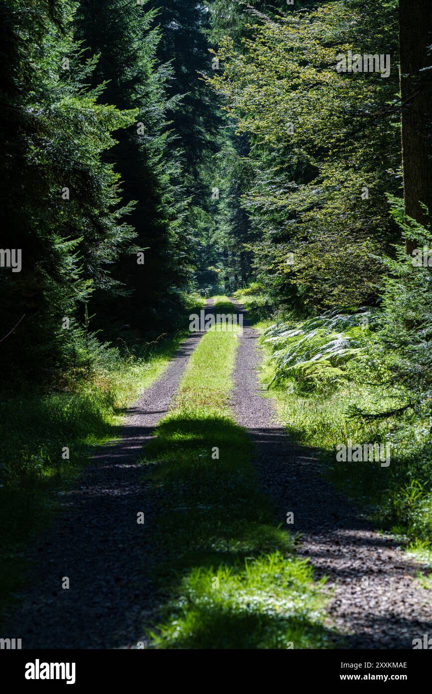 A Lush Forest Pathway Meandering Through Vibrant Green Trees Full of ...