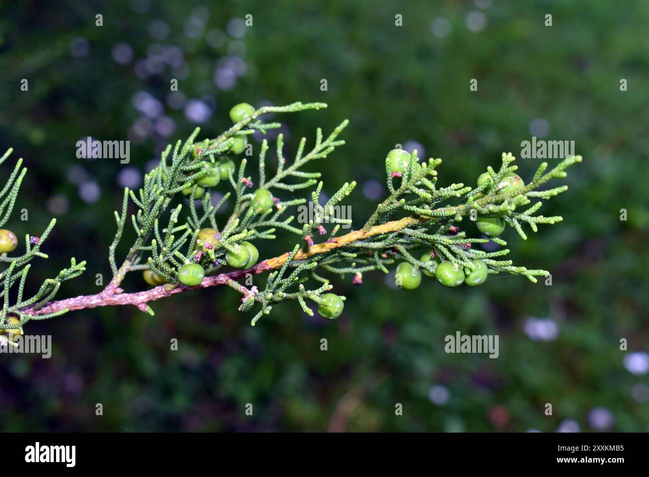 Leaves and fruits of the savin juniper (Juniperus sabina Stock Photo ...