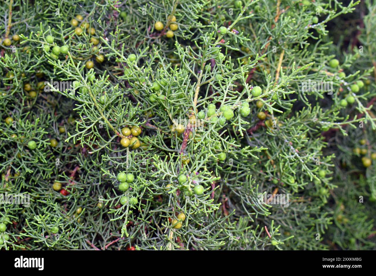 Leaves and fruits of the savin juniper (Juniperus sabina Stock Photo ...