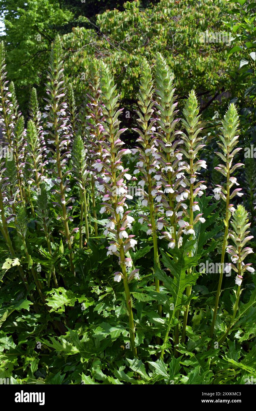 The bear's breeches (Acanthus mollis) in a garden Stock Photo - Alamy