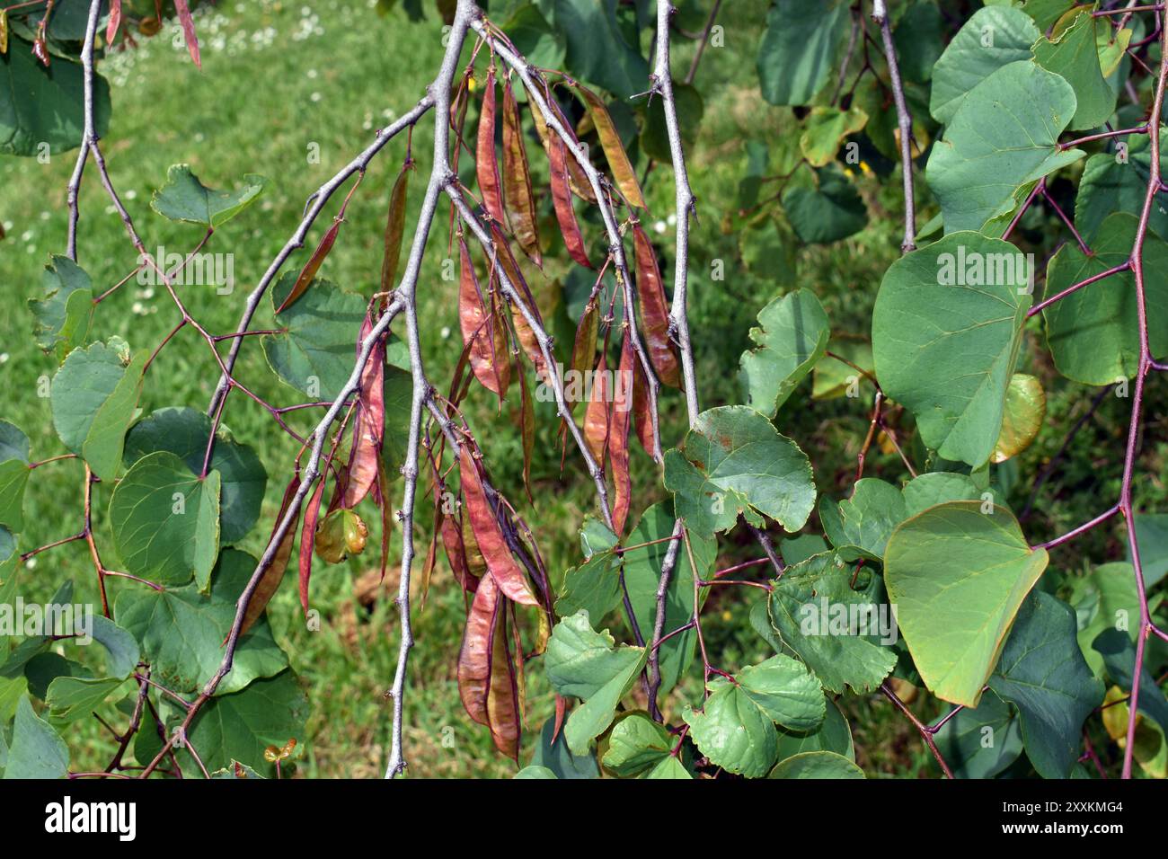 Fruits or pods of the Judas tree (Cercis siliquastrum Stock Photo - Alamy
