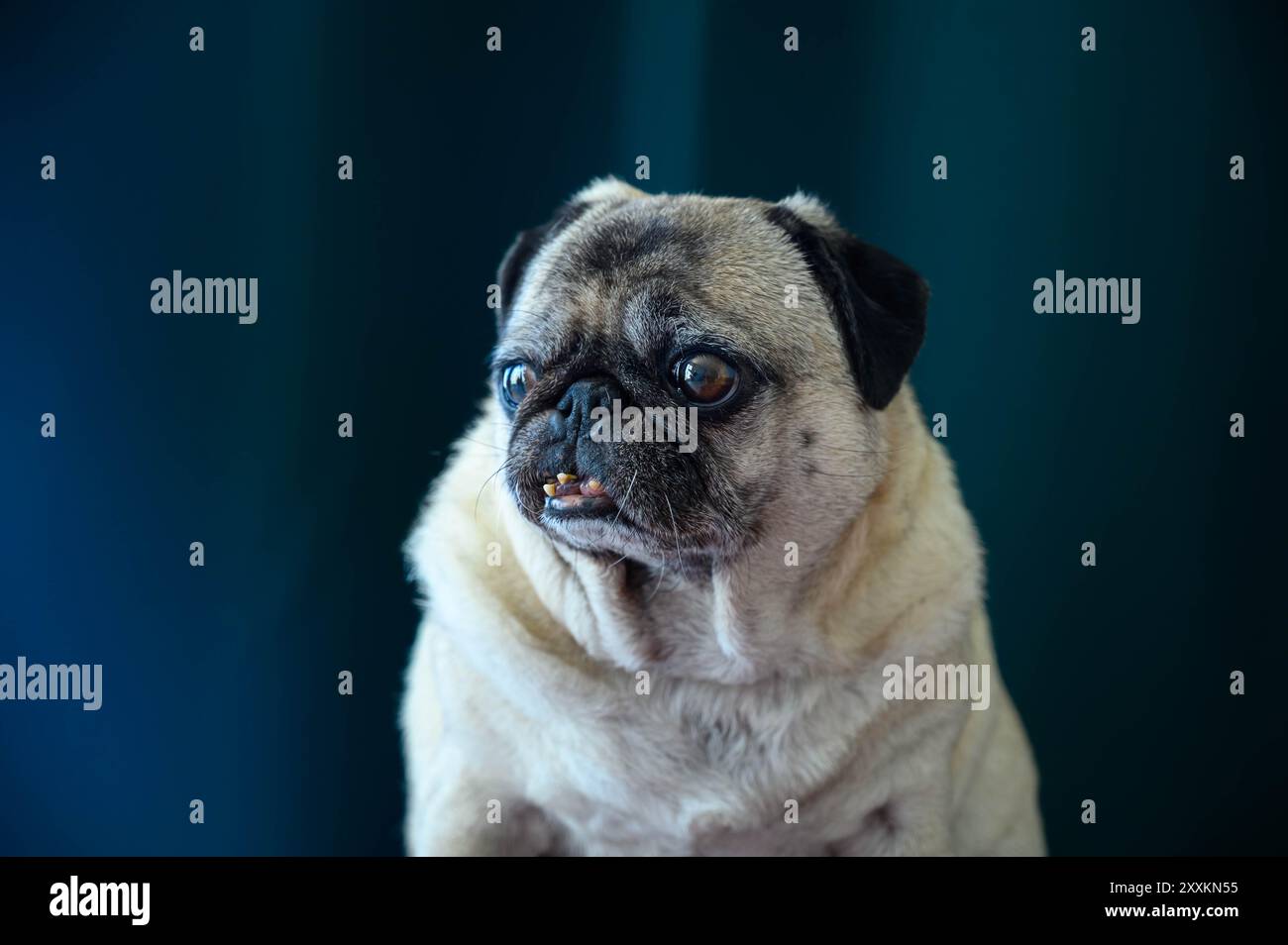 Grumpy pug hi-res stock photography and images - Alamy