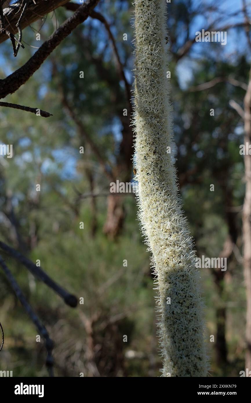Xanthorrhoea australis in flower in a natural Australian bush area of ...