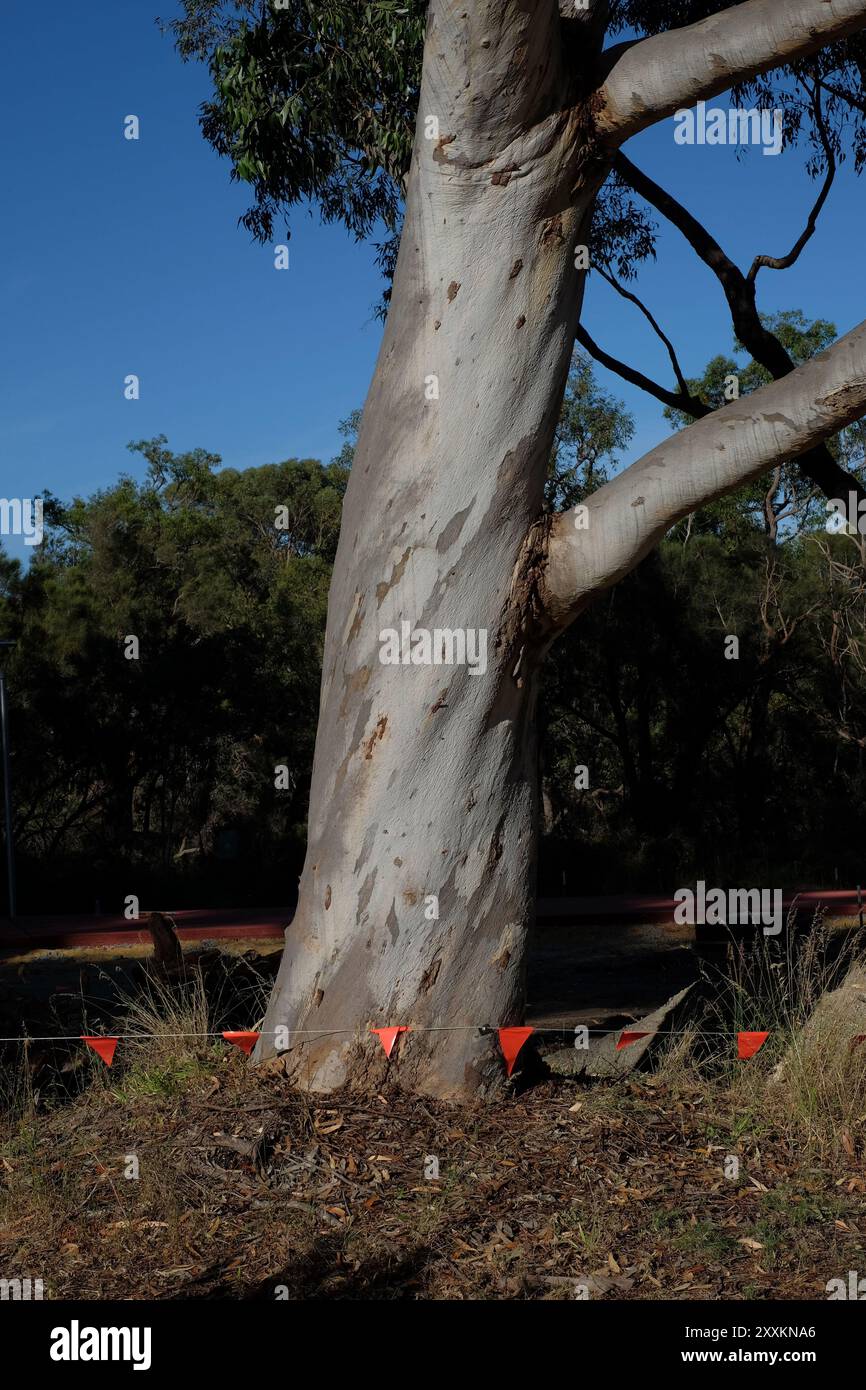 A massive Gum tree trunk from an avenue of Eucalyptus trees along along ...