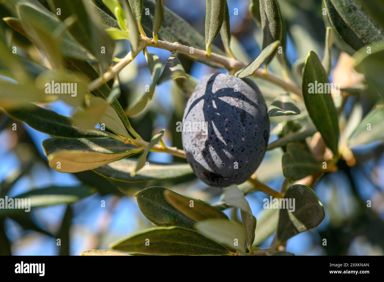 Close-up photo of ripe olive hanging from an olive tree branch Stock ...
