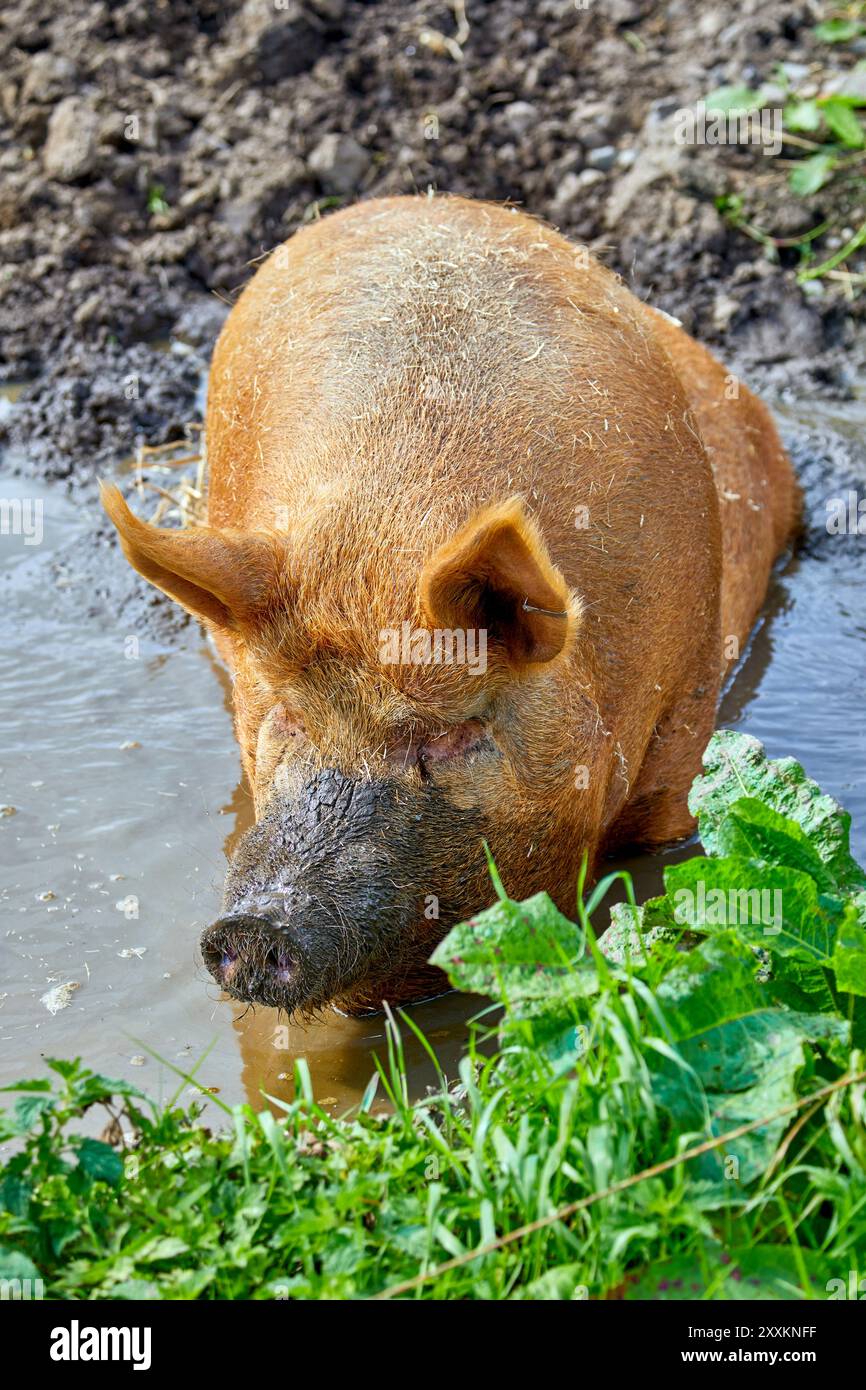 Tamworth rare breed sow pig wallowing in mud Stock Photo - Alamy